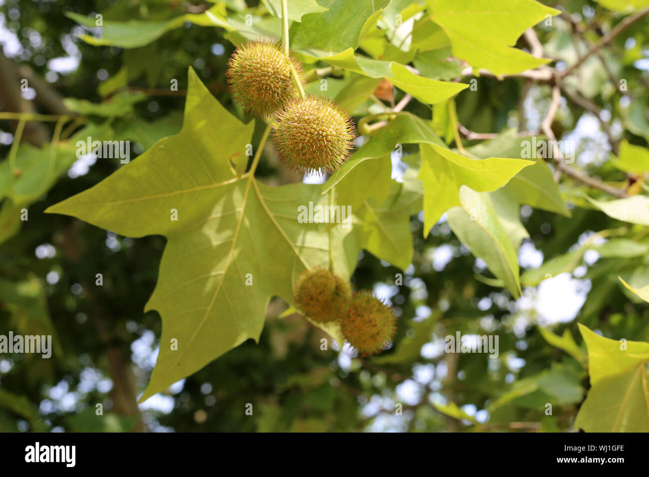 Albero palla spiky immagini e fotografie stock ad alta risoluzione - Alamy
