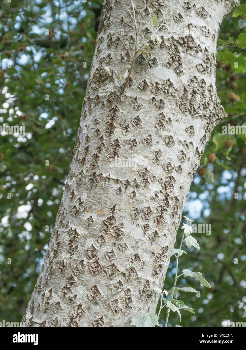 Corteccia Di Pioppo Bianco Immagini e Fotos Stock - Alamy