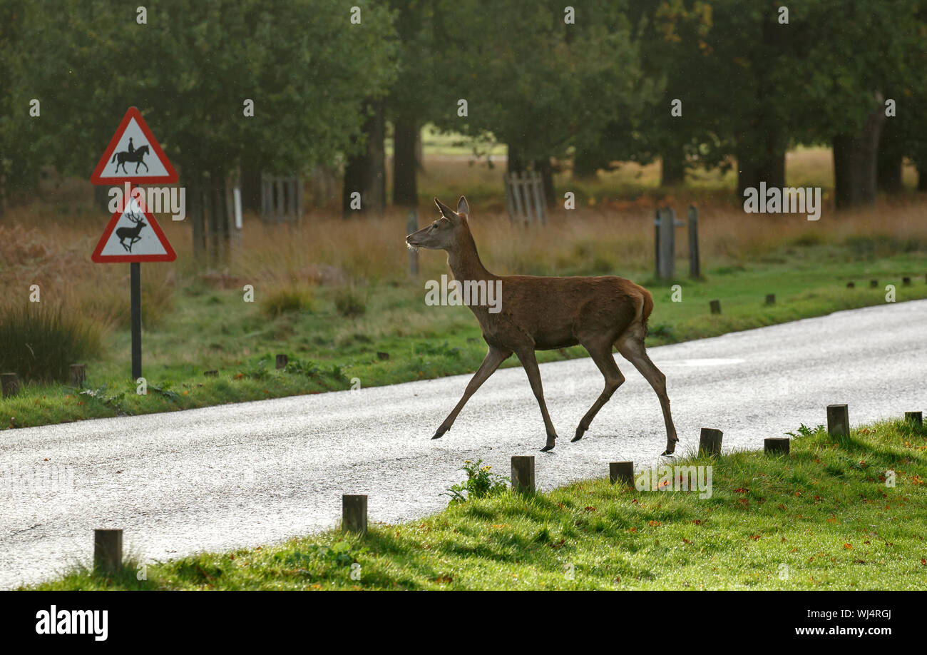 Cartello stradale di attraversamento dei cervi immagini e fotografie ...