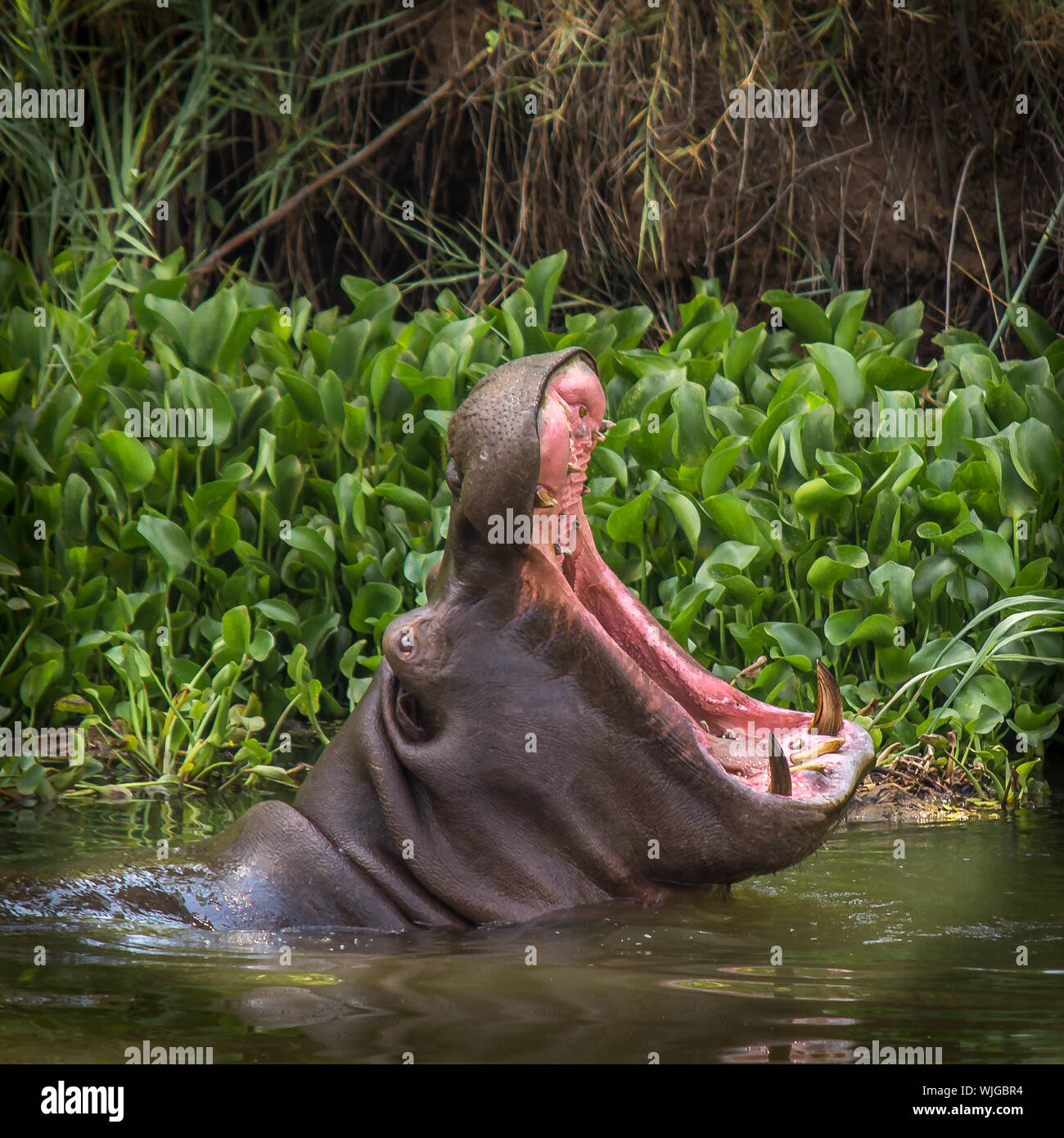 Ippopotamo sbadiglio immagini e fotografie stock ad alta risoluzione ...