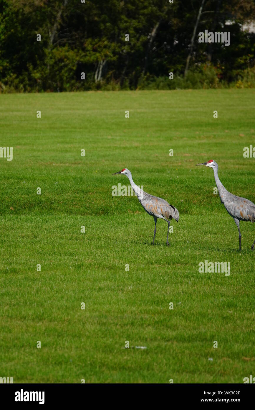 Bird, fauna selvatica, gru, natura, sandhill gru, animali, uccelli ...