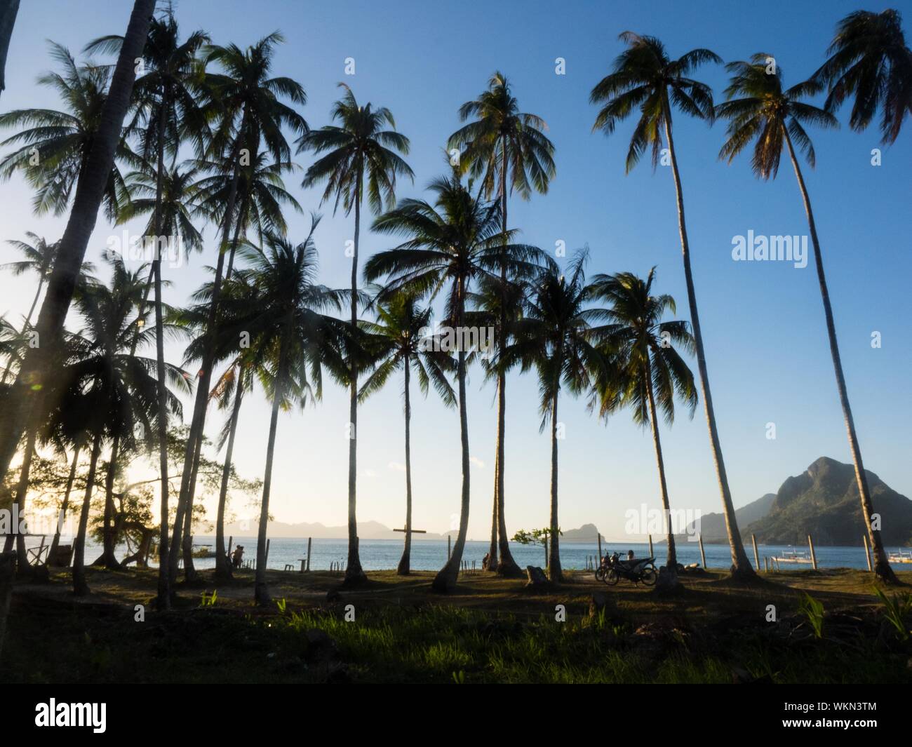 Alberi di cocco in riva al mare immagini e fotografie stock ad alta ...