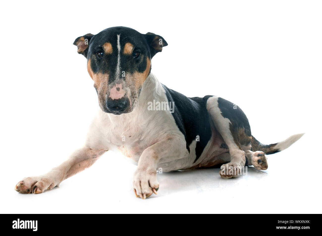 Pitbull tricolore immagini e fotografie stock ad alta risoluzione - Alamy