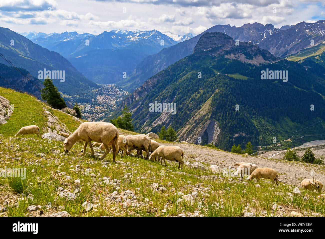 Pascolo con un gregge di pecore immagini e fotografie stock ad alta ...