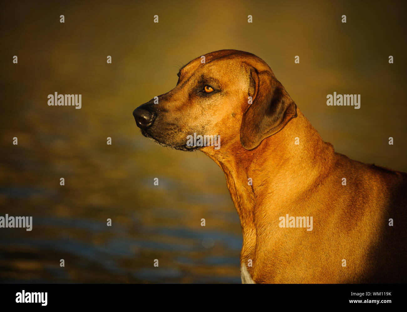 Rhodesian ridgeback immagini e fotografie stock ad alta risoluzione - Alamy