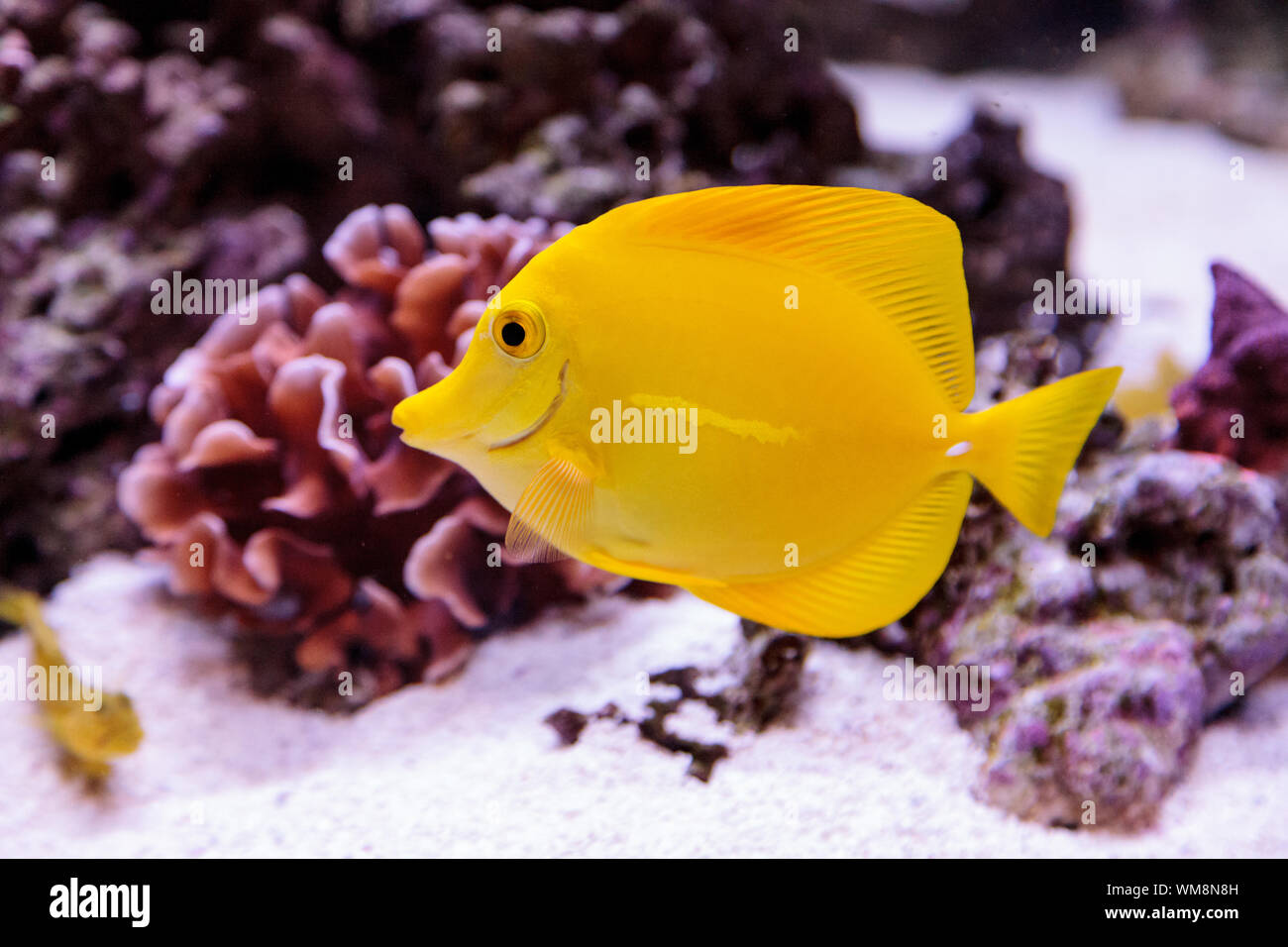 Pesce di mare nella sabbia immagini e fotografie stock ad alta ...