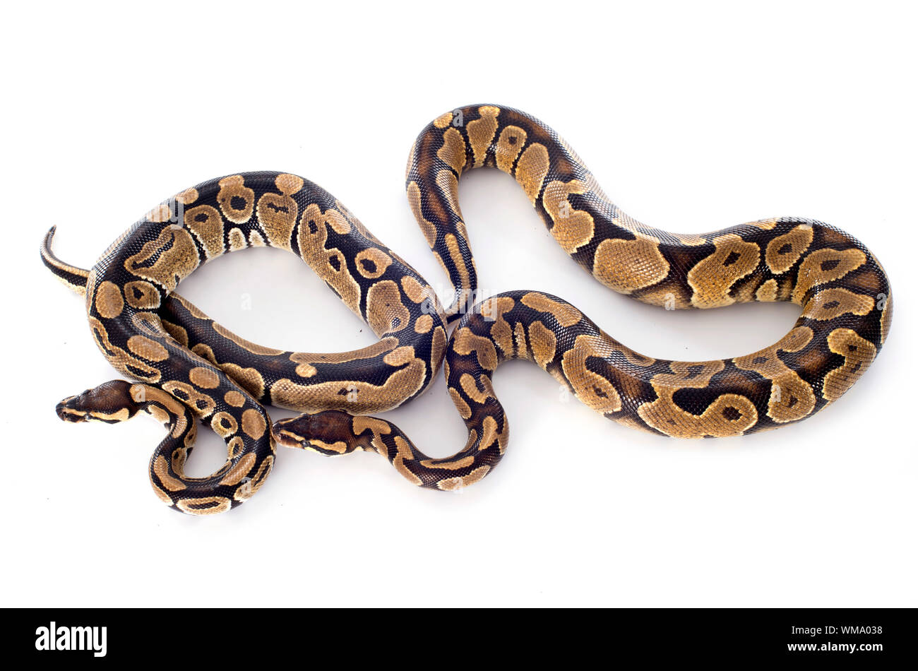 Python regius immagini e fotografie stock ad alta risoluzione - Alamy