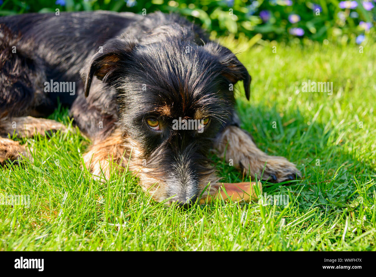 Cani di razza mista immagini e fotografie stock ad alta risoluzione - Alamy