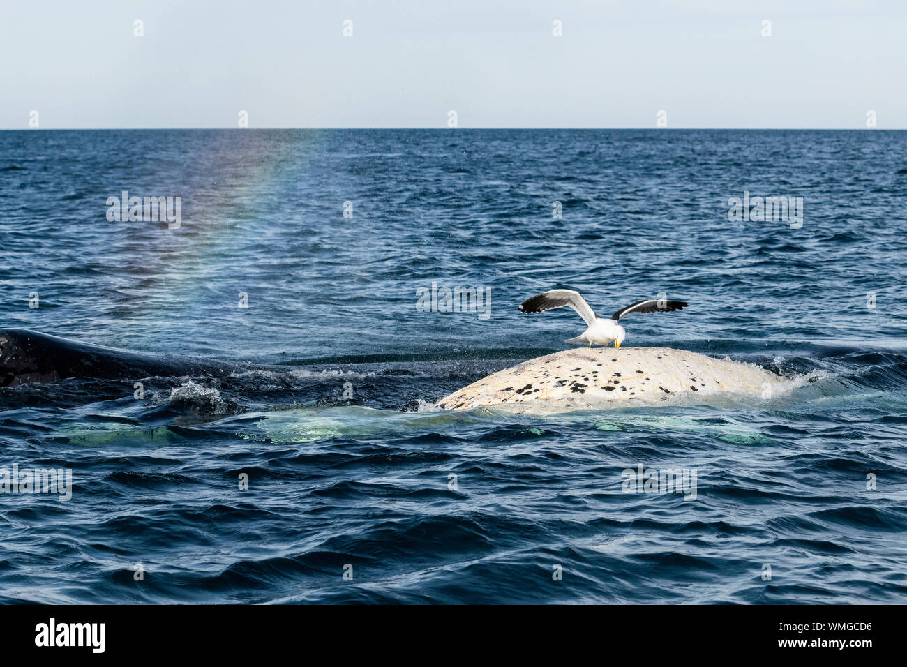 Balena Bianca Immagini e Fotos Stock - Alamy