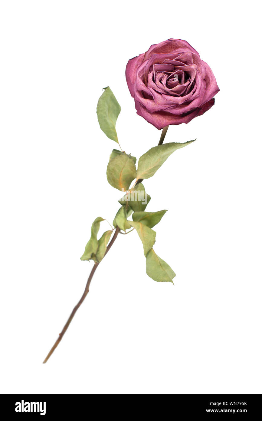 Bella rosa o Red Rose fiore con gambo lungo e foglie verdi su sfondo ...