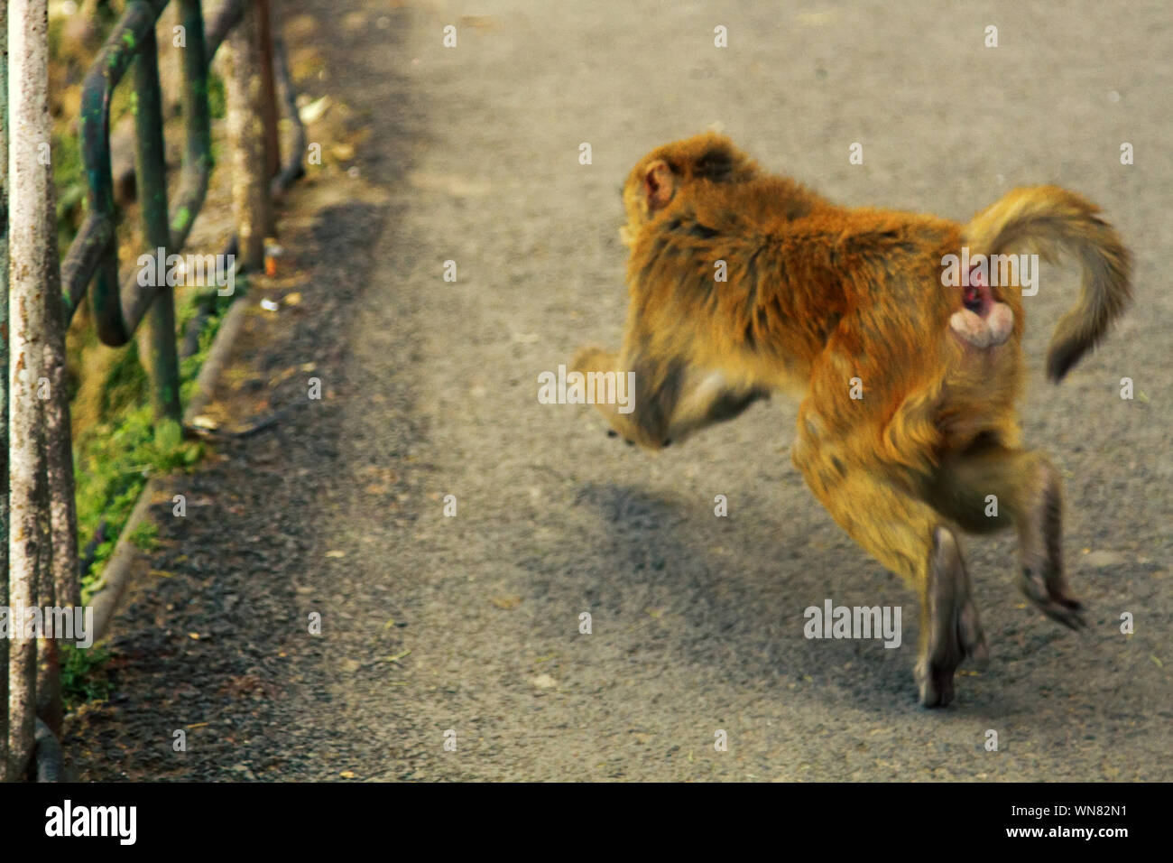 Gesto facciale macaco immagini e fotografie stock ad alta risoluzione ...