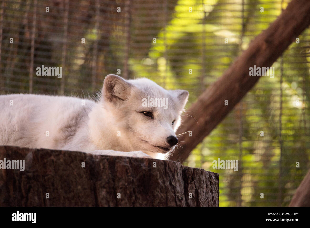 Volpe bianca volpe bianca immagini e fotografie stock ad alta ...