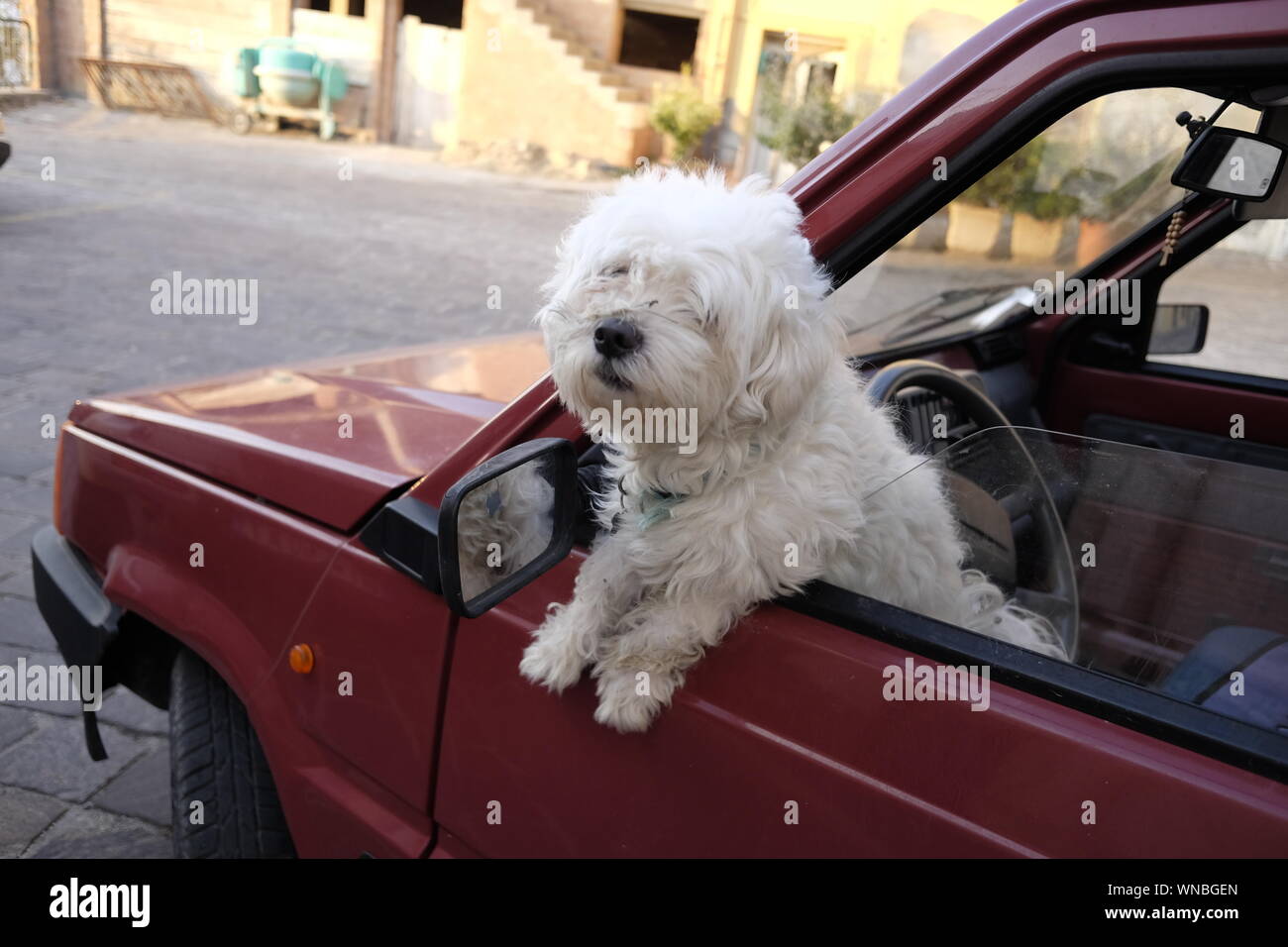 Macchina pelosa immagini e fotografie stock ad alta risoluzione - Alamy