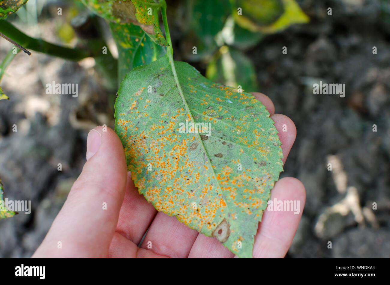 Phragmidium mucronatum di ruggine di rosa immagini e fotografie stock ...
