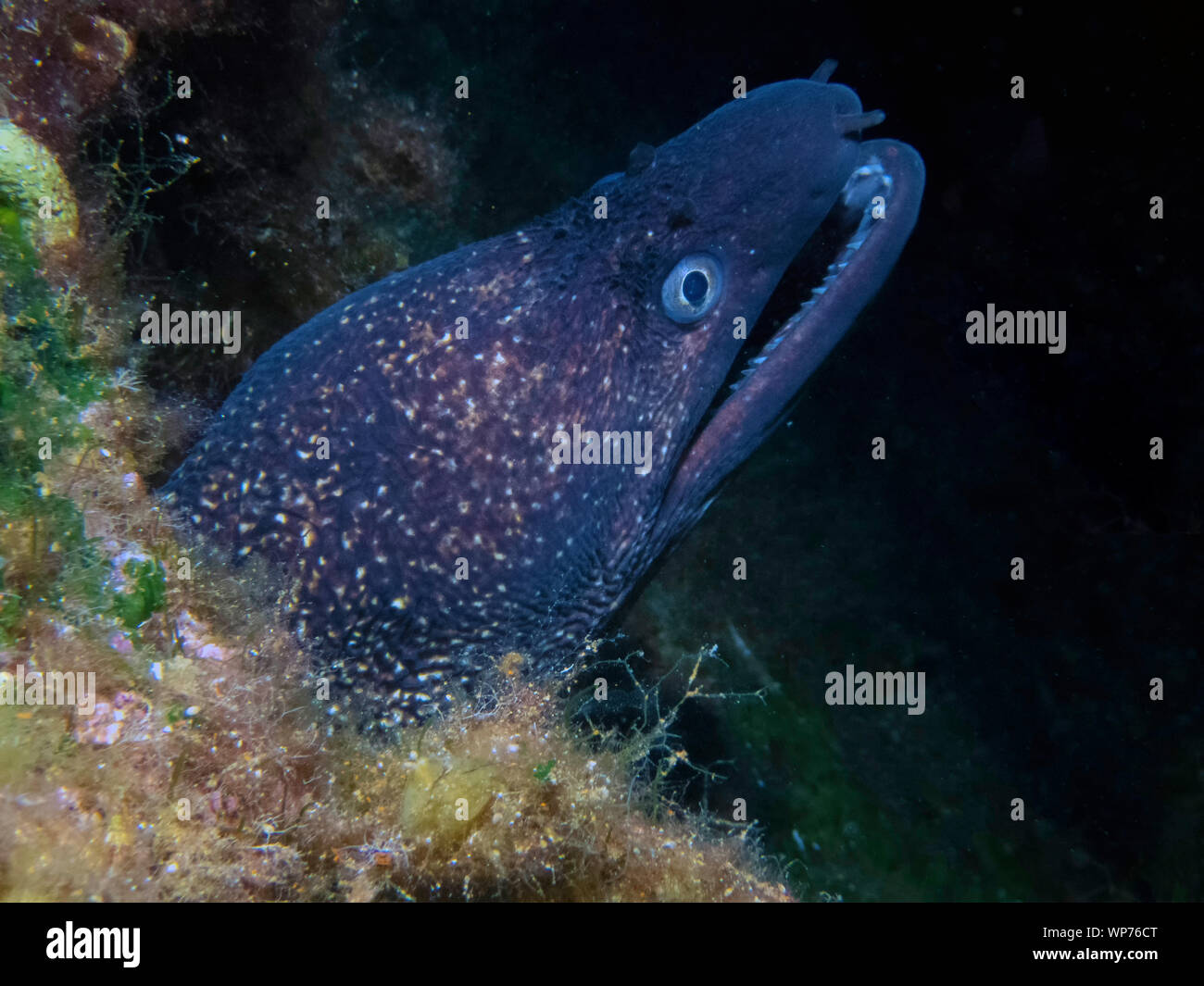 Murena helena immagini e fotografie stock ad alta risoluzione - Alamy