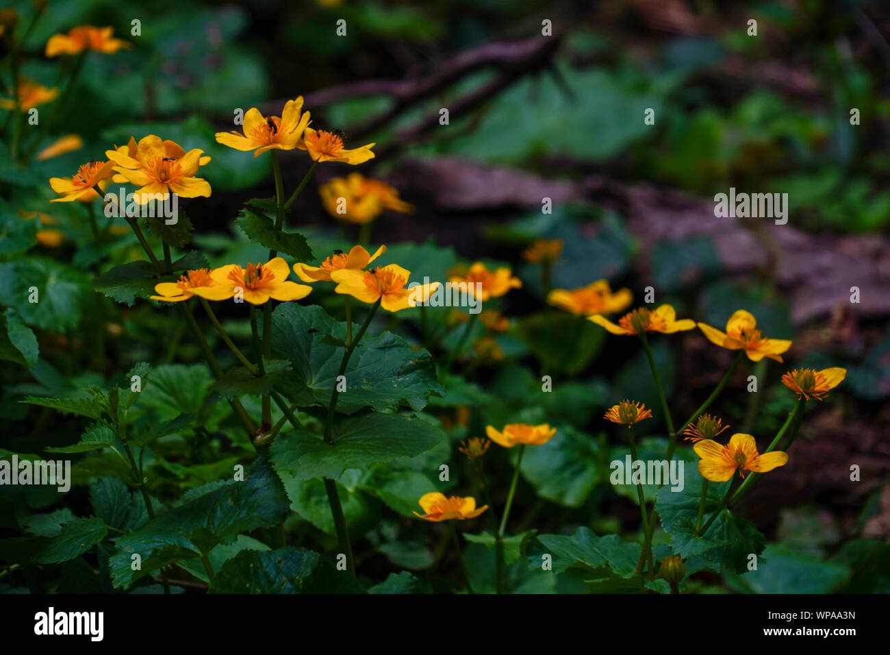 Belle Piante Da Fiore Immagini e Fotos Stock - Alamy