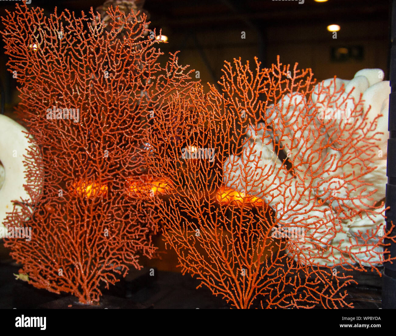 Ramo di corallo rosso immagini e fotografie stock ad alta risoluzione ...