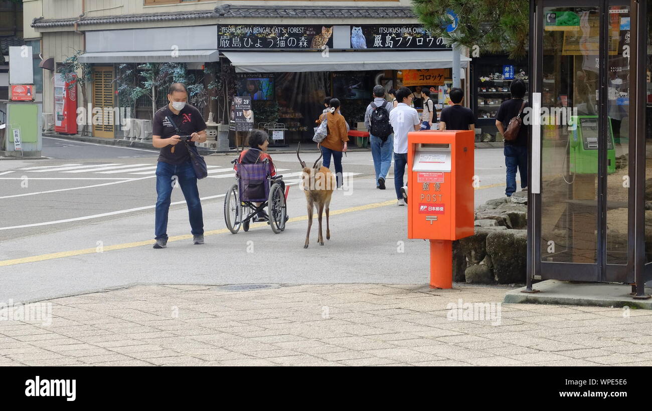 Sika cervo miyajima immagini e fotografie stock ad alta risoluzione - Alamy