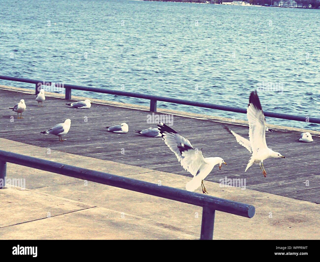 Gabbiani sul fiume immagini e fotografie stock ad alta risoluzione - Alamy