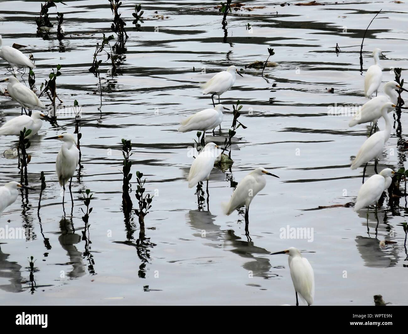 Aironi bianchi immagini e fotografie stock ad alta risoluzione - Alamy