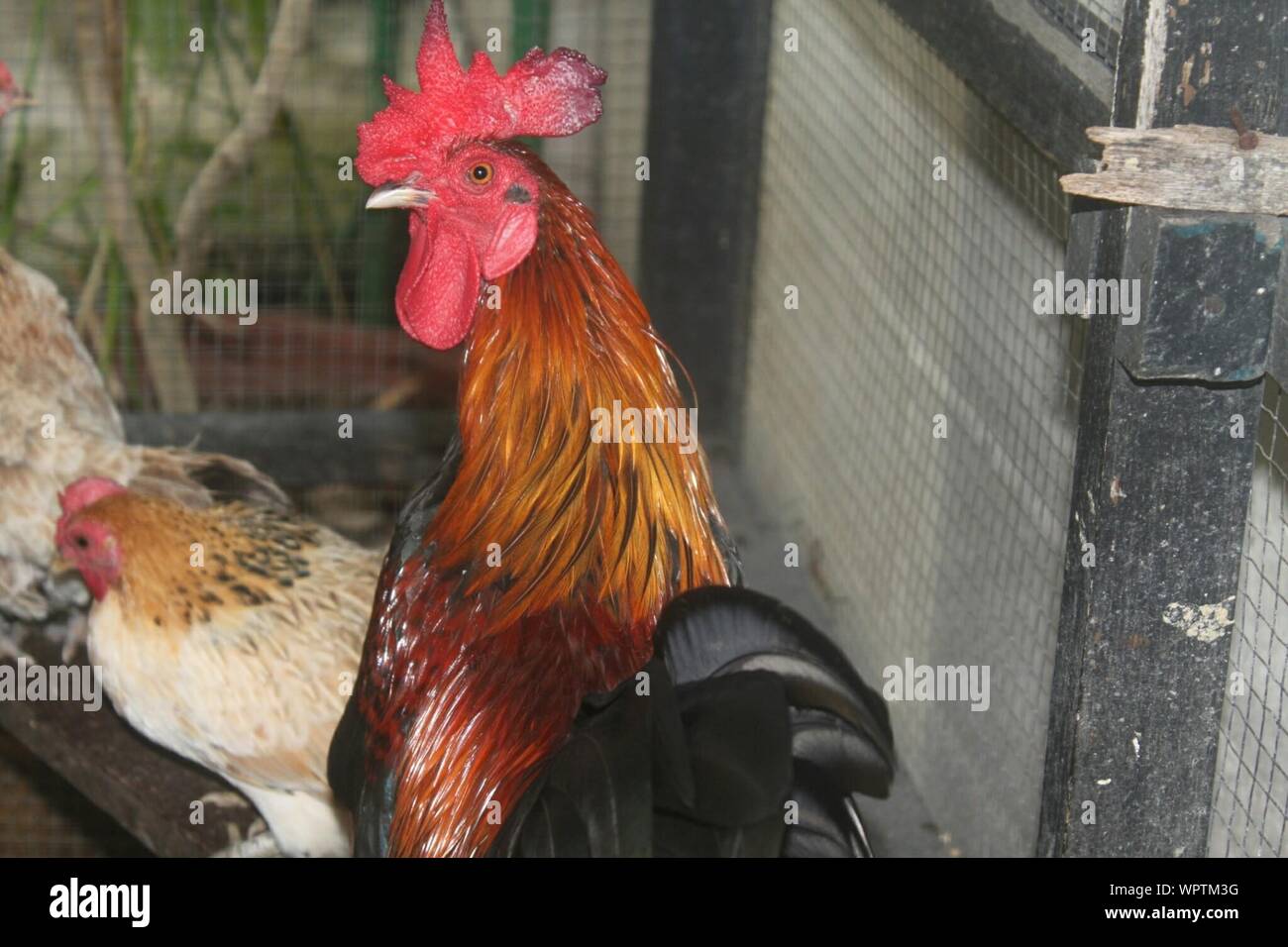 Gallo con galline immagini e fotografie stock ad alta risoluzione - Alamy