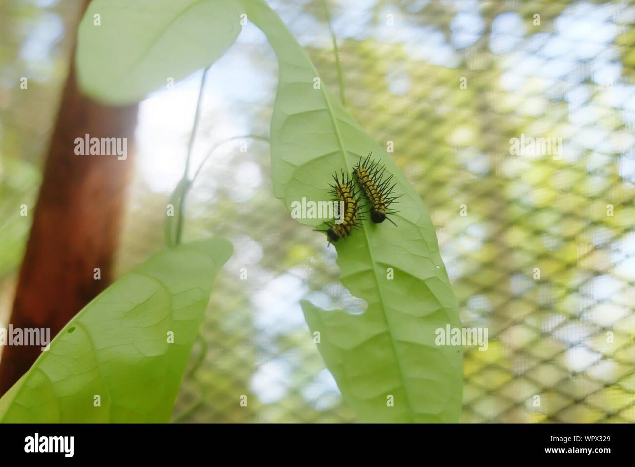 Insetti mangiatori di piante immagini e fotografie stock ad alta ...