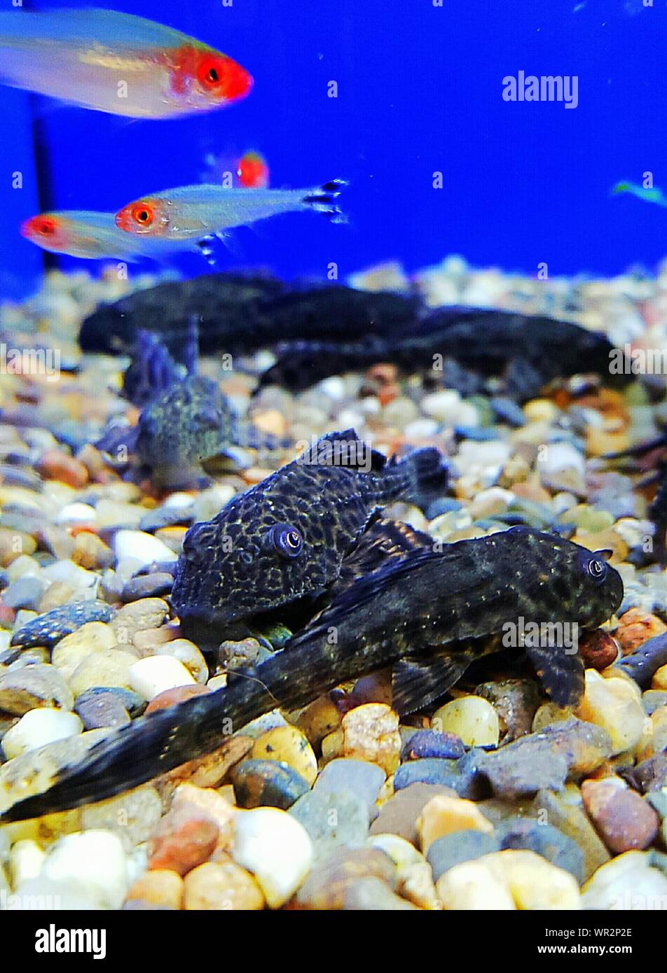 Pesce tropicale nel serbatoio immagini e fotografie stock ad alta ...