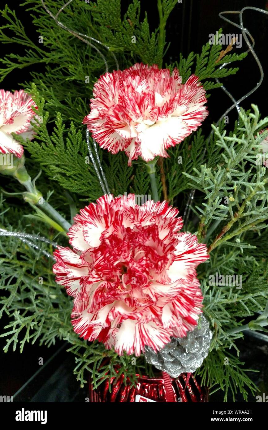 Garofano rosso immagini e fotografie stock ad alta risoluzione - Alamy