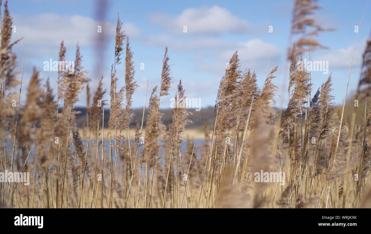 Coltivare il grano in germania immagini e fotografie stock ad alta ...