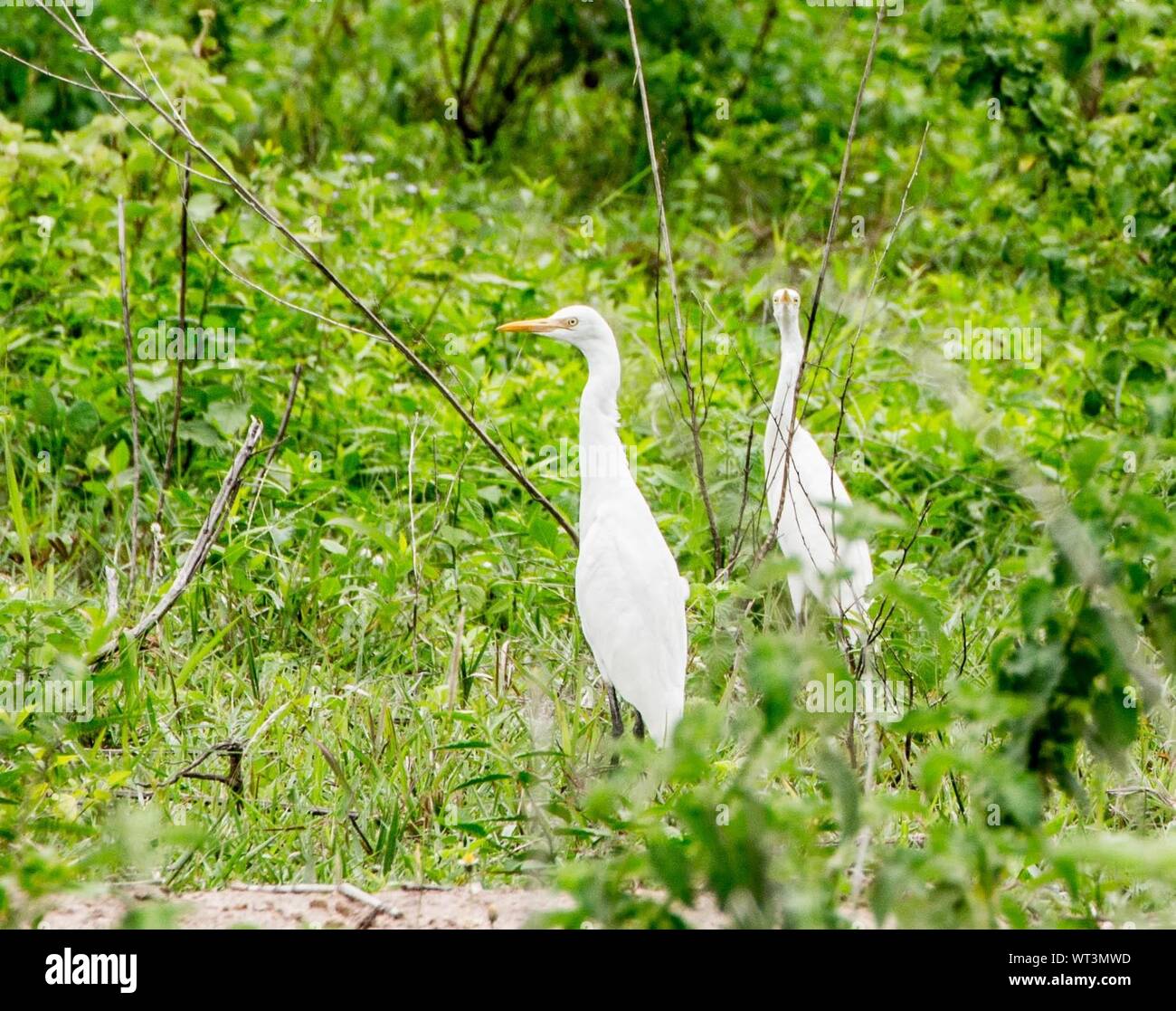 Aironi bianchi immagini e fotografie stock ad alta risoluzione - Alamy