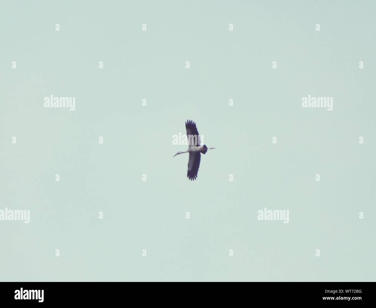 Cicogna blu immagini e fotografie stock ad alta risoluzione - Alamy