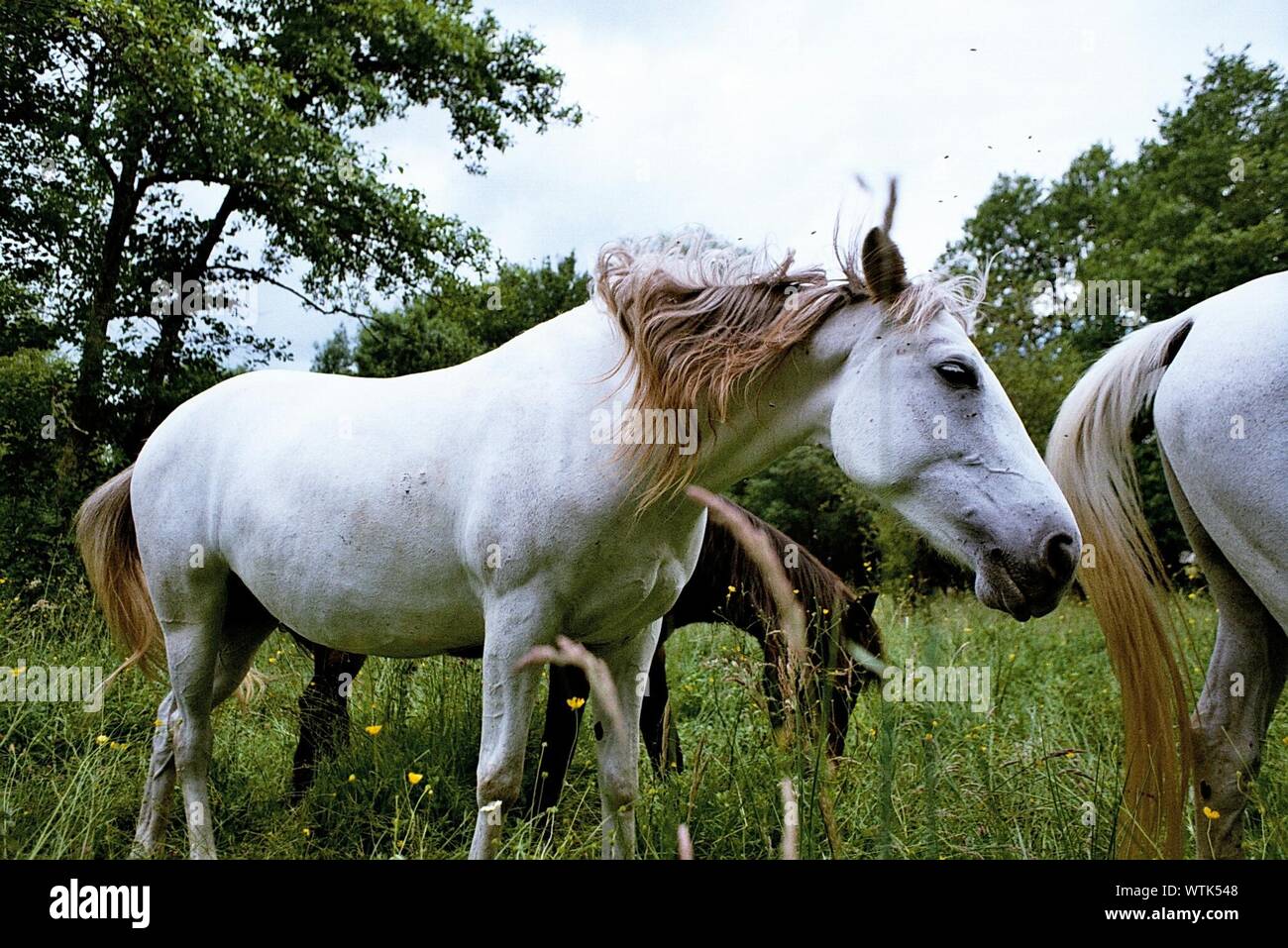 Cavalli da pascolo immagini e fotografie stock ad alta risoluzione - Alamy