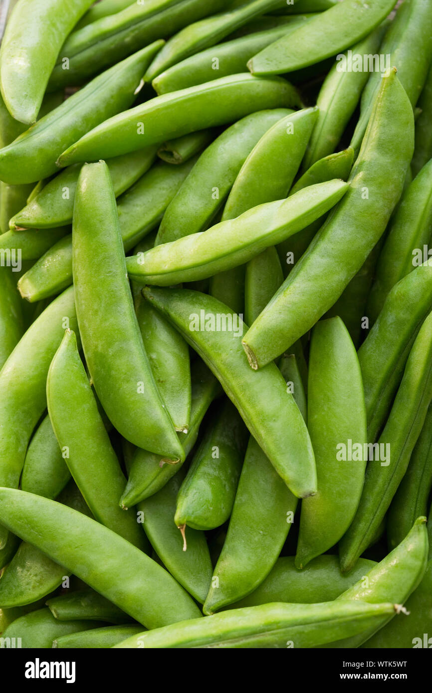 Pianta di pisello verde immagini e fotografie stock ad alta risoluzione ...