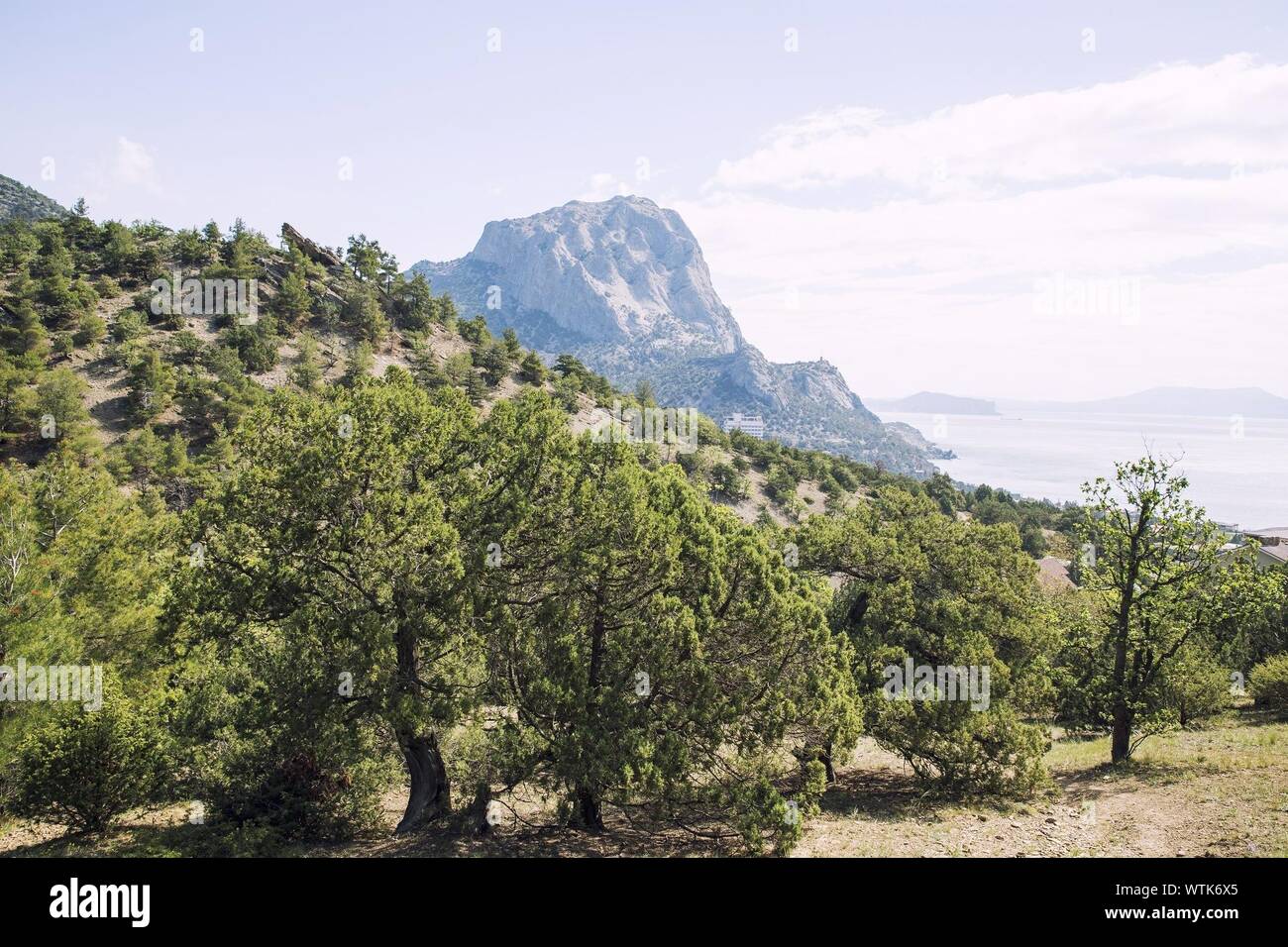Alberi decidui immagini e fotografie stock ad alta risoluzione - Alamy