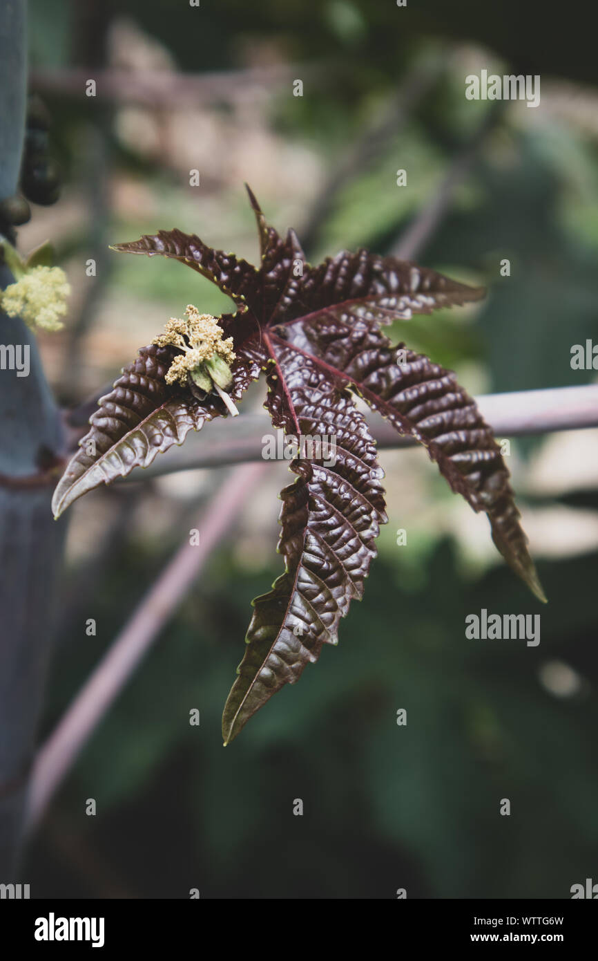 Flora del guatemala immagini e fotografie stock ad alta risoluzione - Alamy