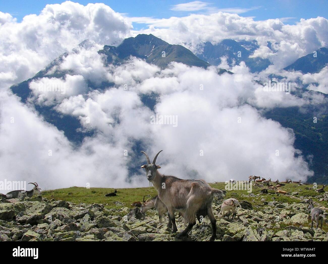 Capra di montagna in montagna immagini e fotografie stock ad alta ...