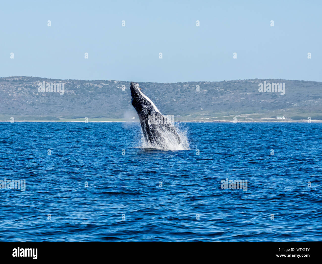 Balena Gigante Immagini e Fotos Stock - Alamy