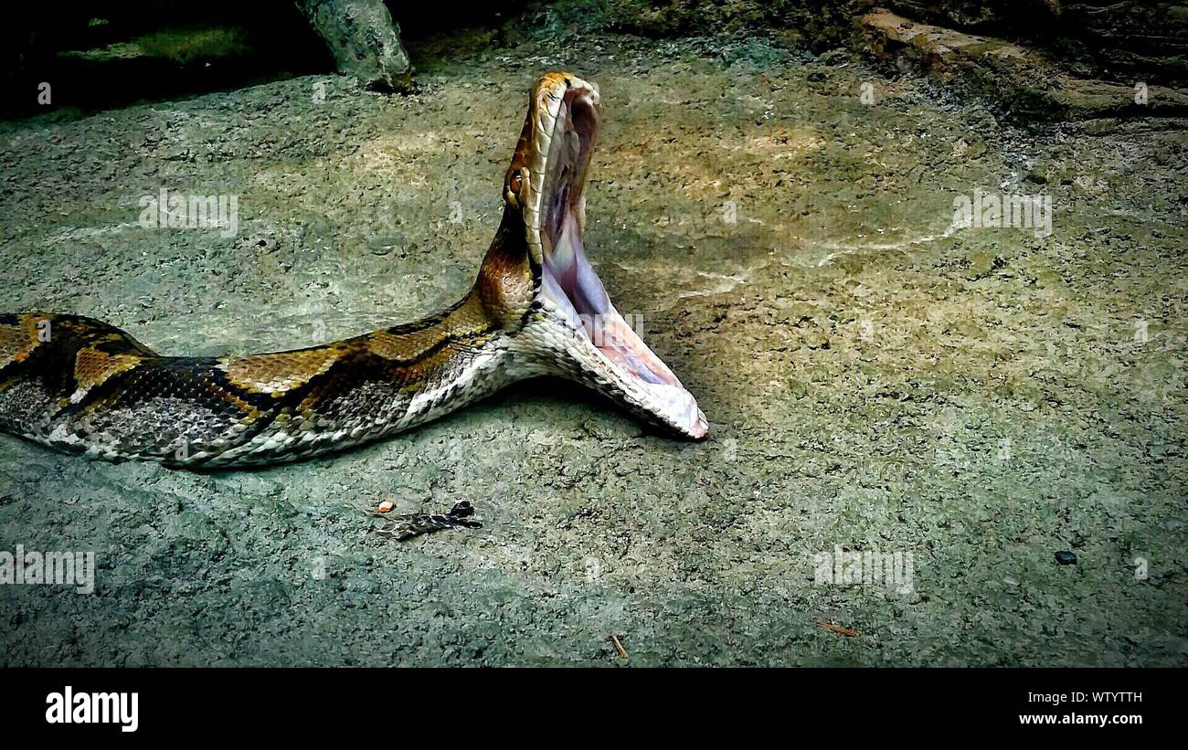Serpente con la bocca aperta immagini e fotografie stock ad alta ...