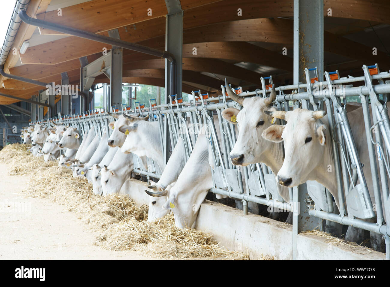 Chianina mucca immagini e fotografie stock ad alta risoluzione - Alamy