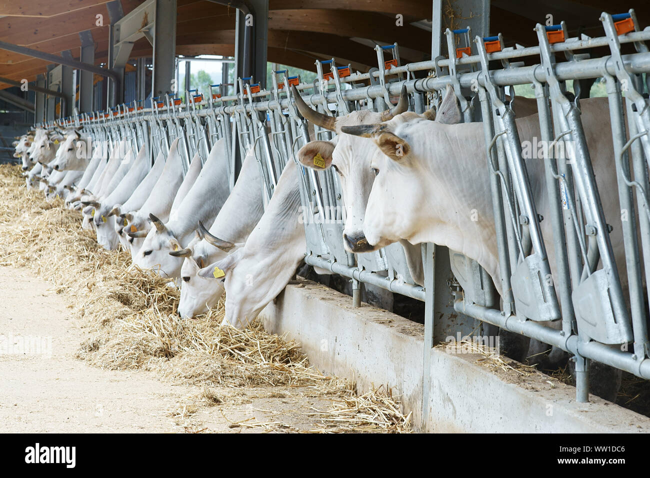 Chianina mucca immagini e fotografie stock ad alta risoluzione - Alamy