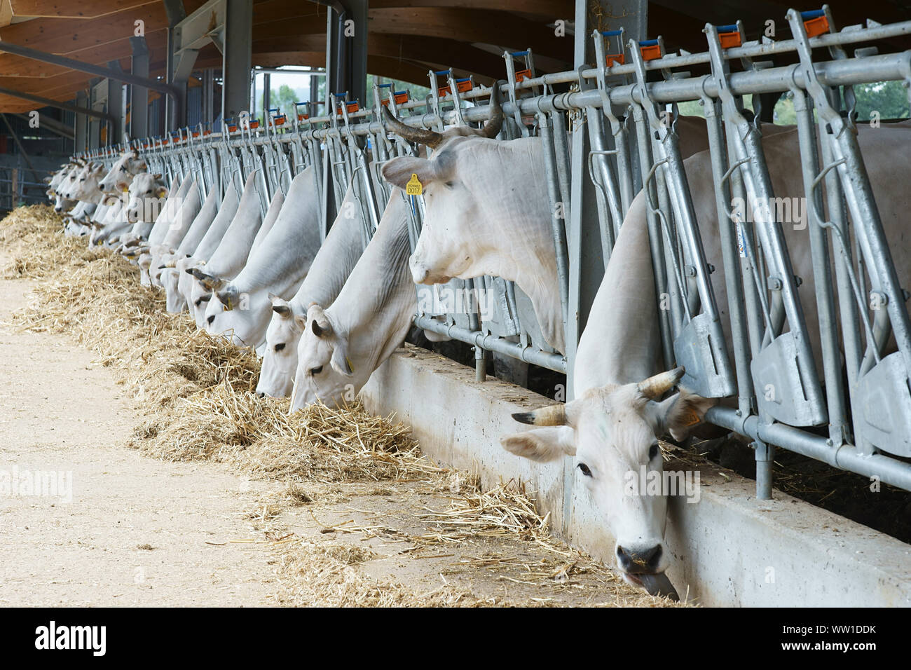 Chianina mucca immagini e fotografie stock ad alta risoluzione - Alamy