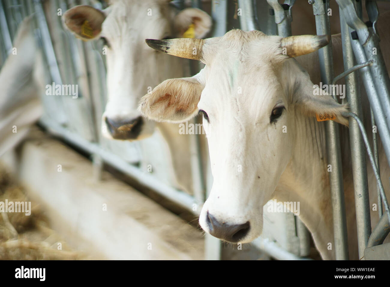 Chianina mucca immagini e fotografie stock ad alta risoluzione - Alamy