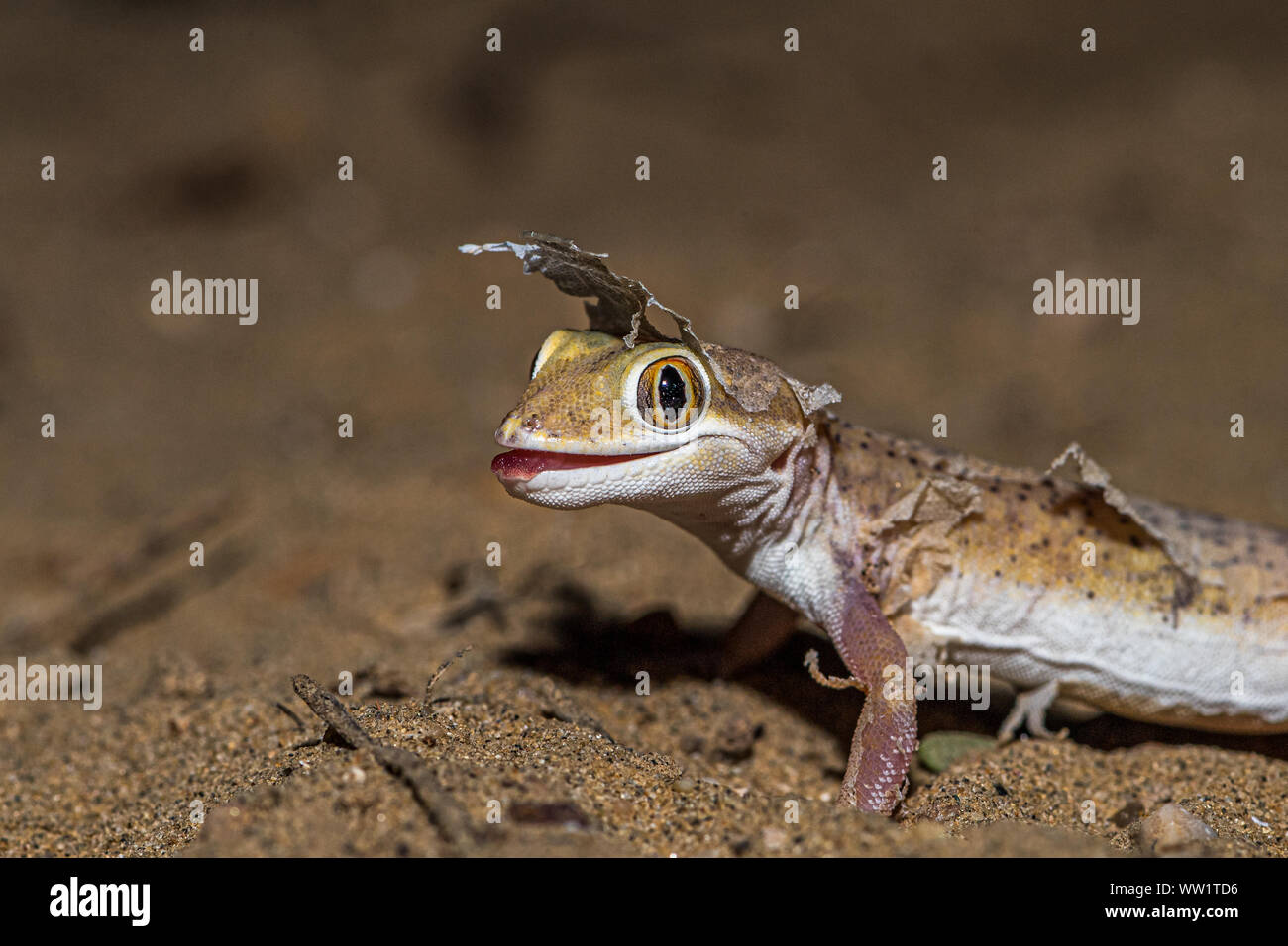 Geco di caccia immagini e fotografie stock ad alta risoluzione - Alamy