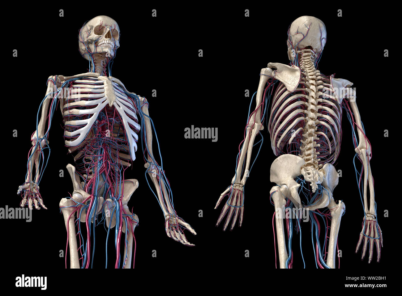 Scheletro corpo umano davanti e dietro immagini e fotografie stock ad ...