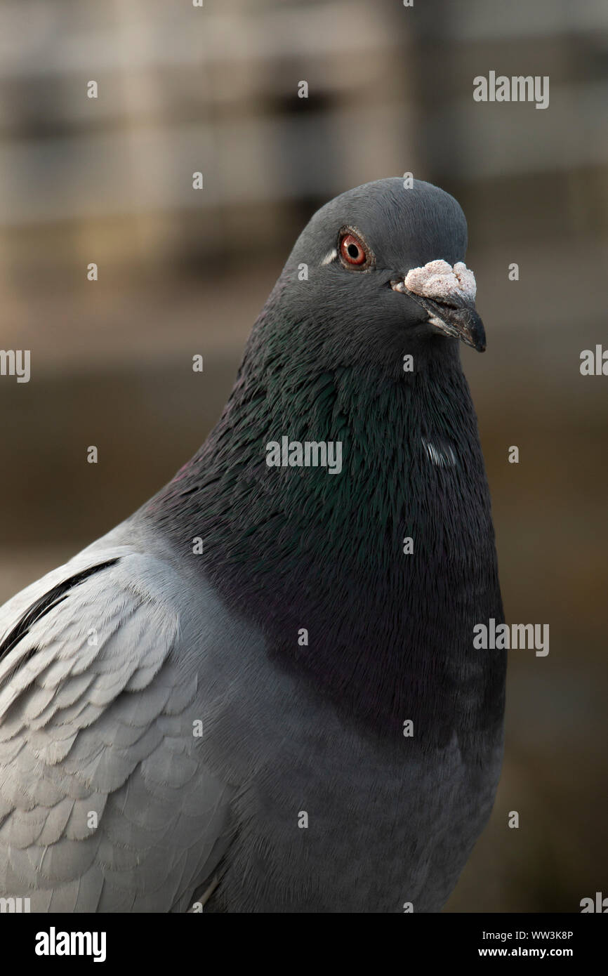 Piccione popolare immagini e fotografie stock ad alta risoluzione - Alamy
