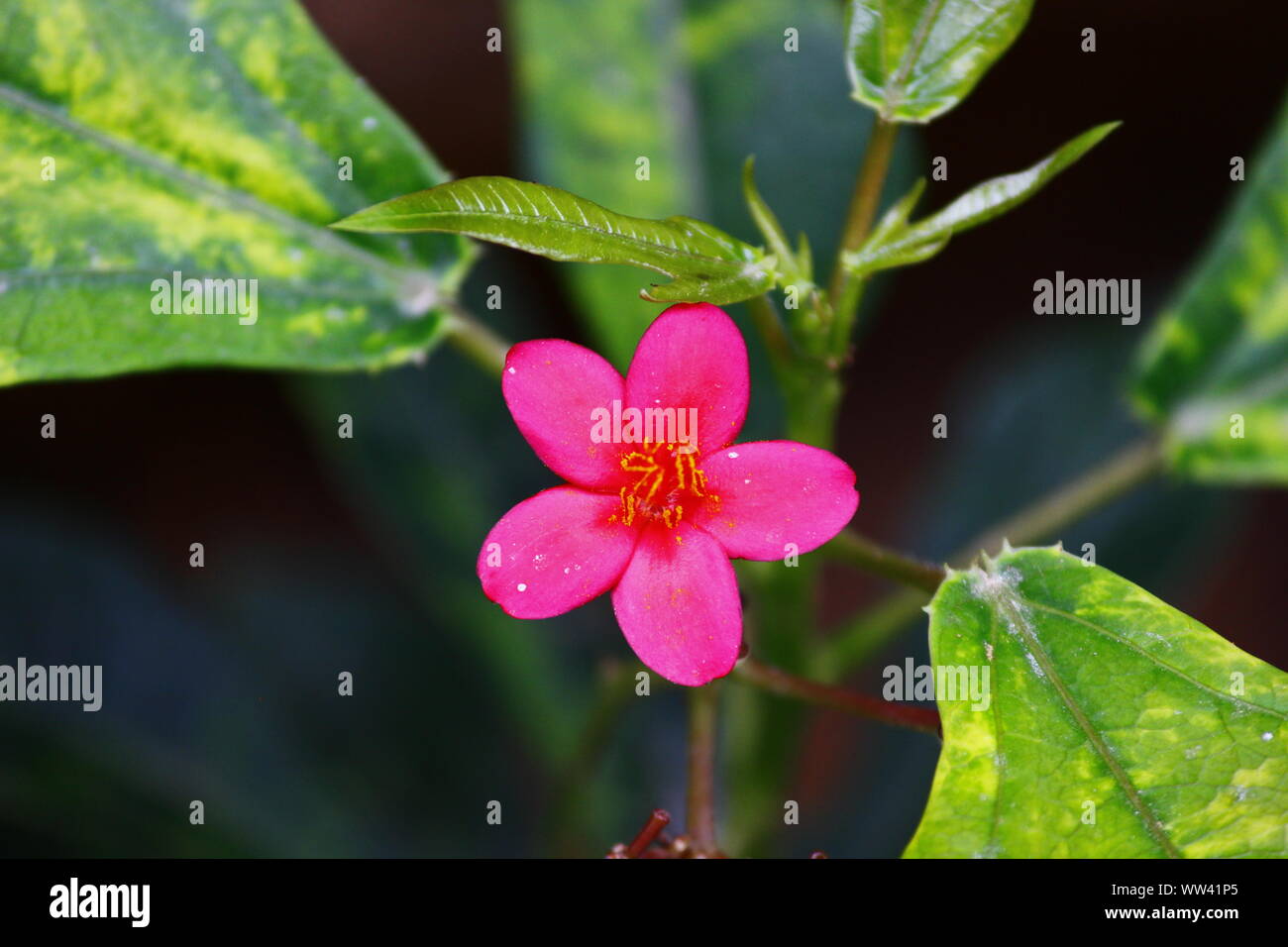 Piccolo fiore rosso Foto stock - Alamy