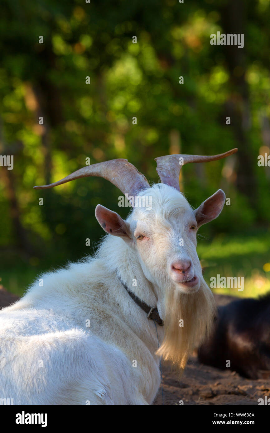 Capra in giardino immagini e fotografie stock ad alta risoluzione - Alamy
