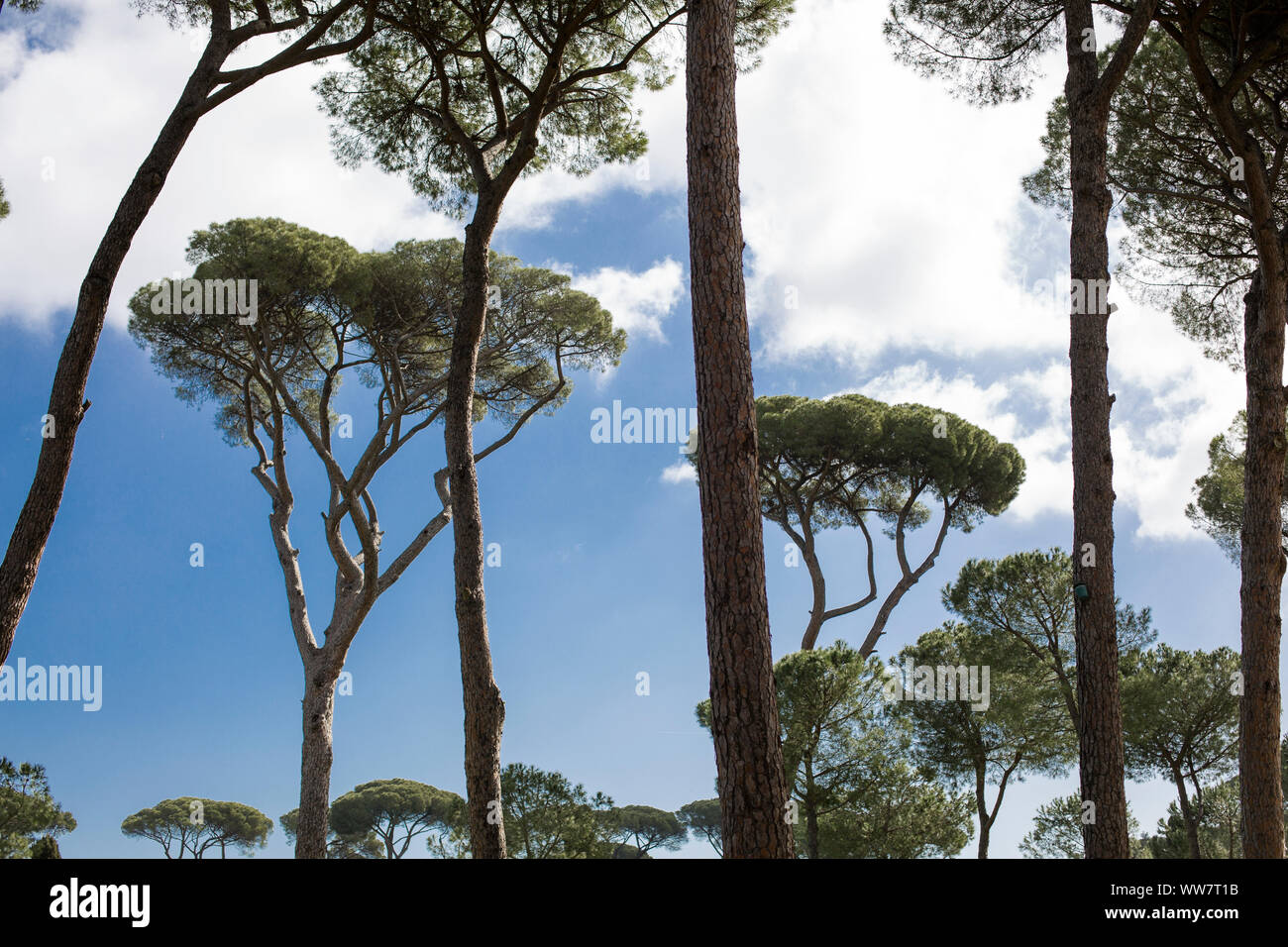 Alberi tipici immagini e fotografie stock ad alta risoluzione - Alamy
