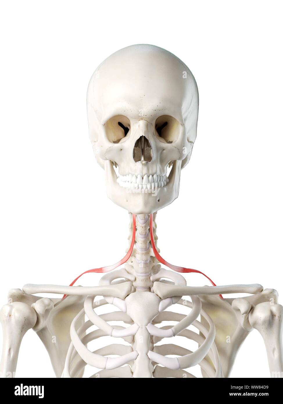 Muscolo omo ioide immagini e fotografie stock ad alta risoluzione - Alamy