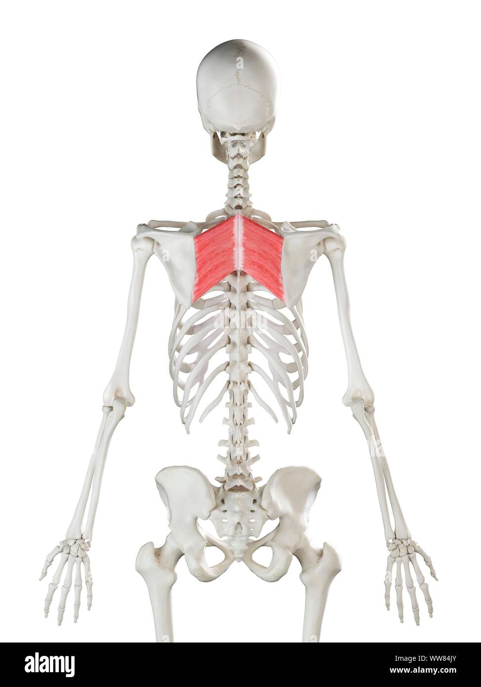 Anatomia del muscolo principale romboidale immagini e fotografie stock ...